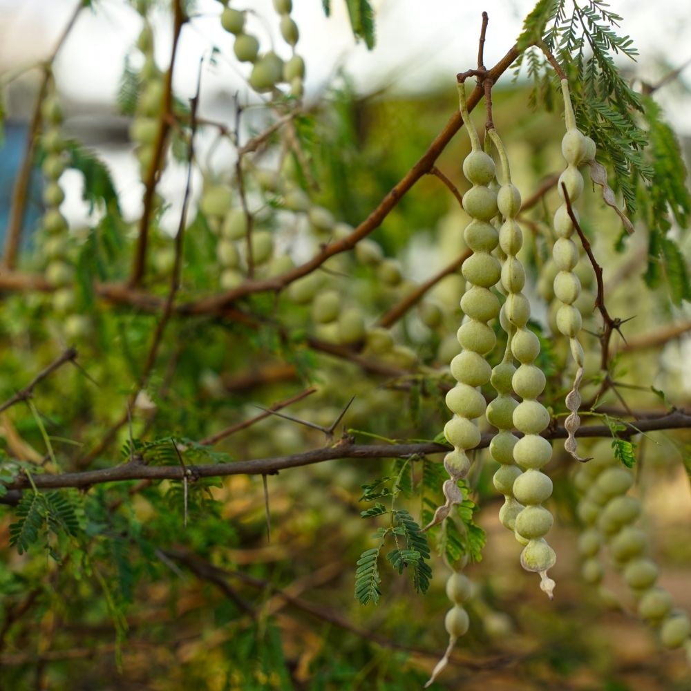 Ingredient Depot - Corn Starch, Native, Food Grade 1 kg to 22.68 kgs